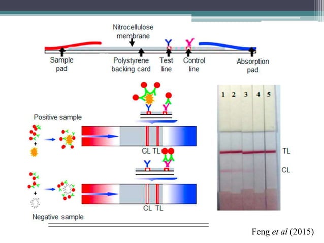 Detection of plant Pathogens | PPTX | Gardening | Home & Garden