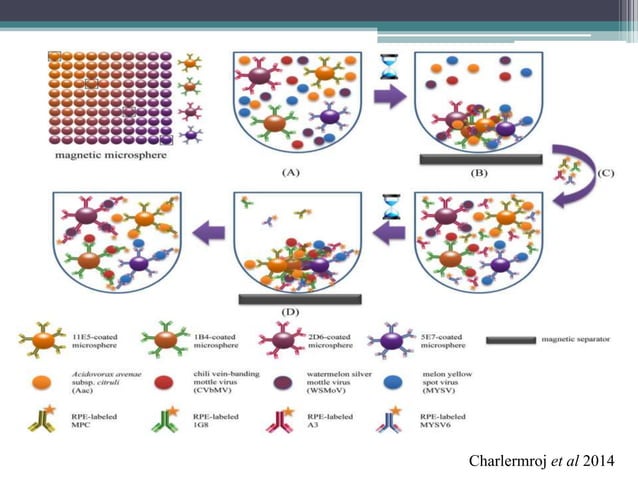 Detection of plant Pathogens | PPTX | Gardening | Home & Garden