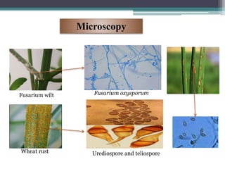 Detection of plant Pathogens | PPTX
