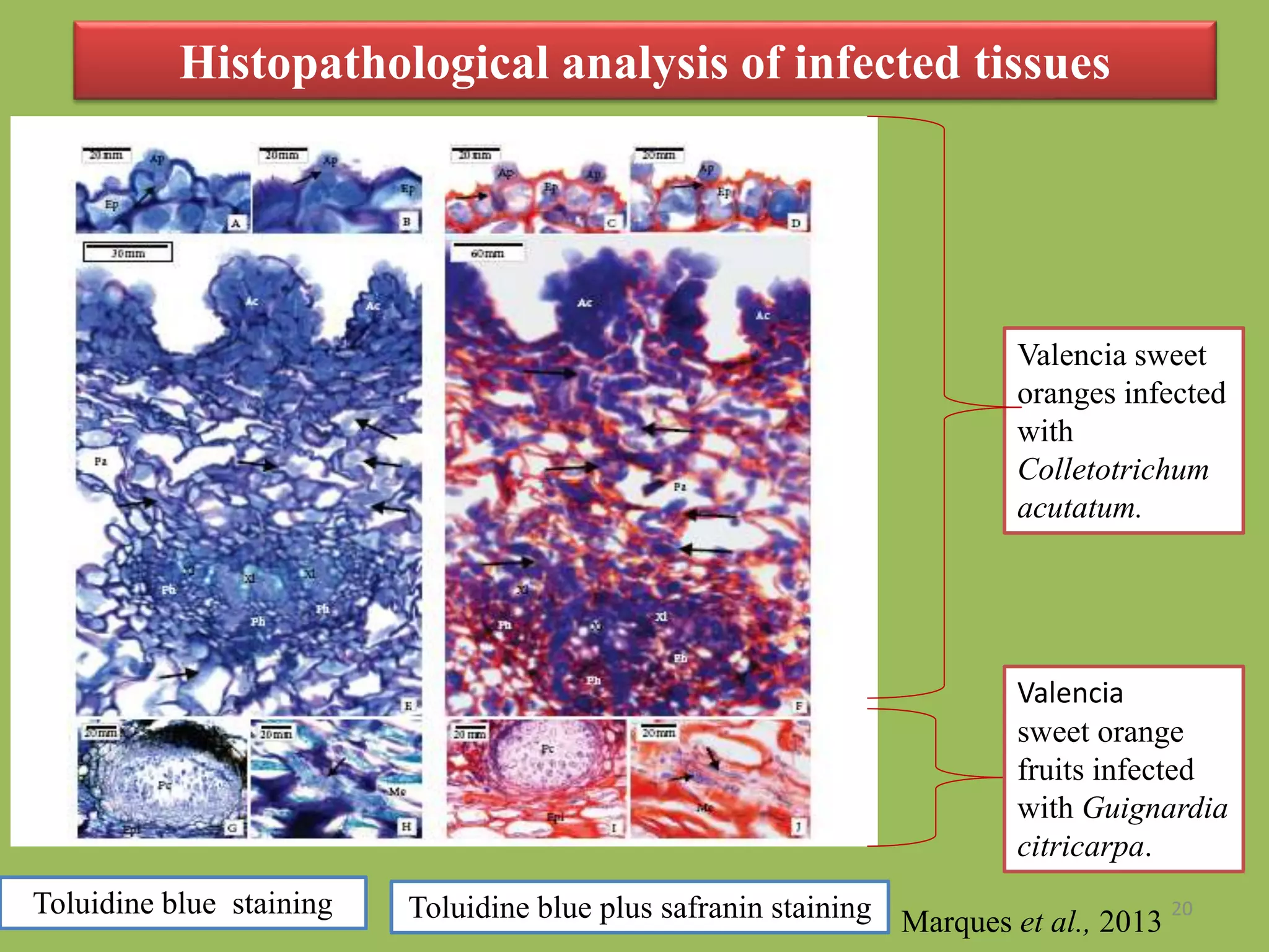 Detection of plant pathogens using non pcr based techniques | PPT