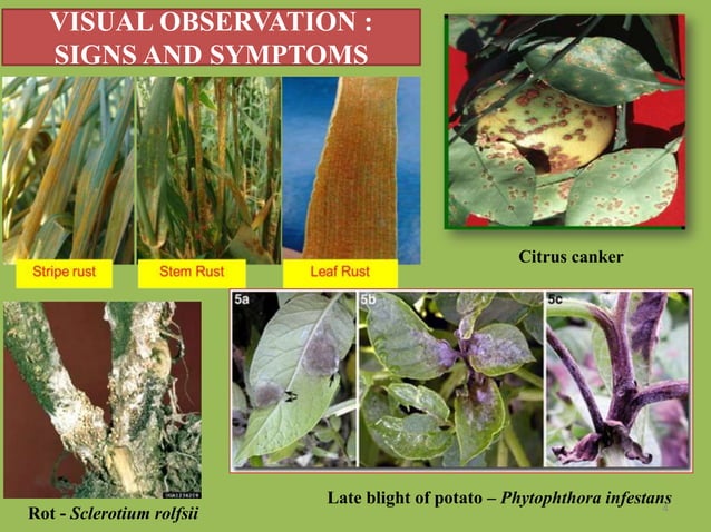 Detection of plant pathogens using non pcr based techniques | PPTX ...