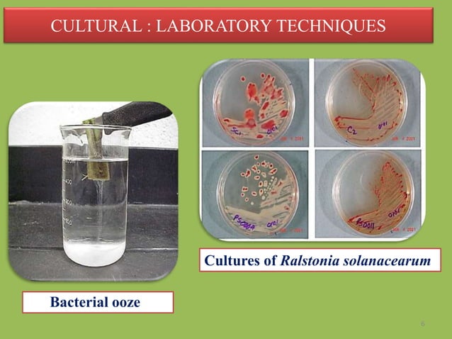 Detection of plant pathogens using non pcr based techniques | PPT