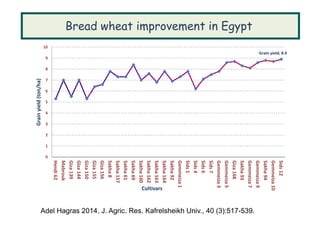 Detection of ug99_in_egypt_bgri2015_austrilia_atef_shahin | PPT