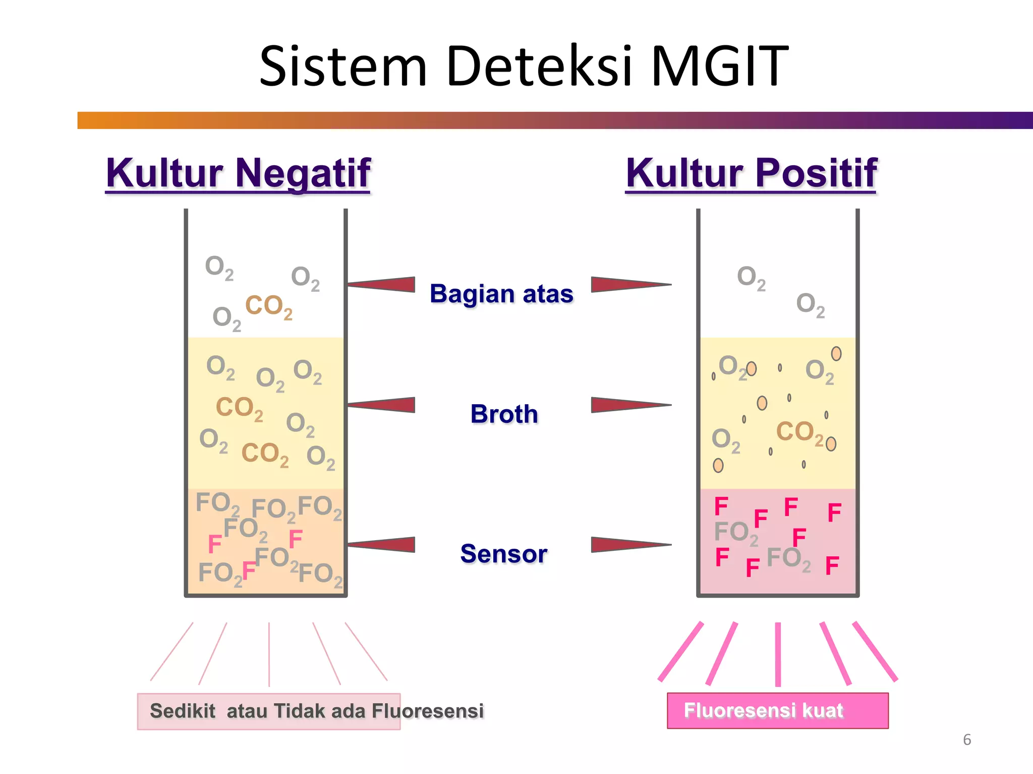 Deteksi mikobakterium menggunakan manual mgit dan bactectm mgittm 960 ...