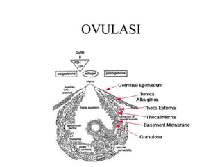 deteksi ovulasi dan tes kehamilan.ppt