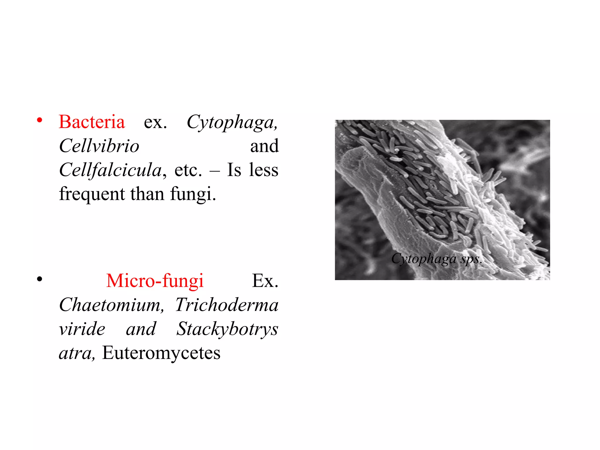 BIODETERIORATION | PPT