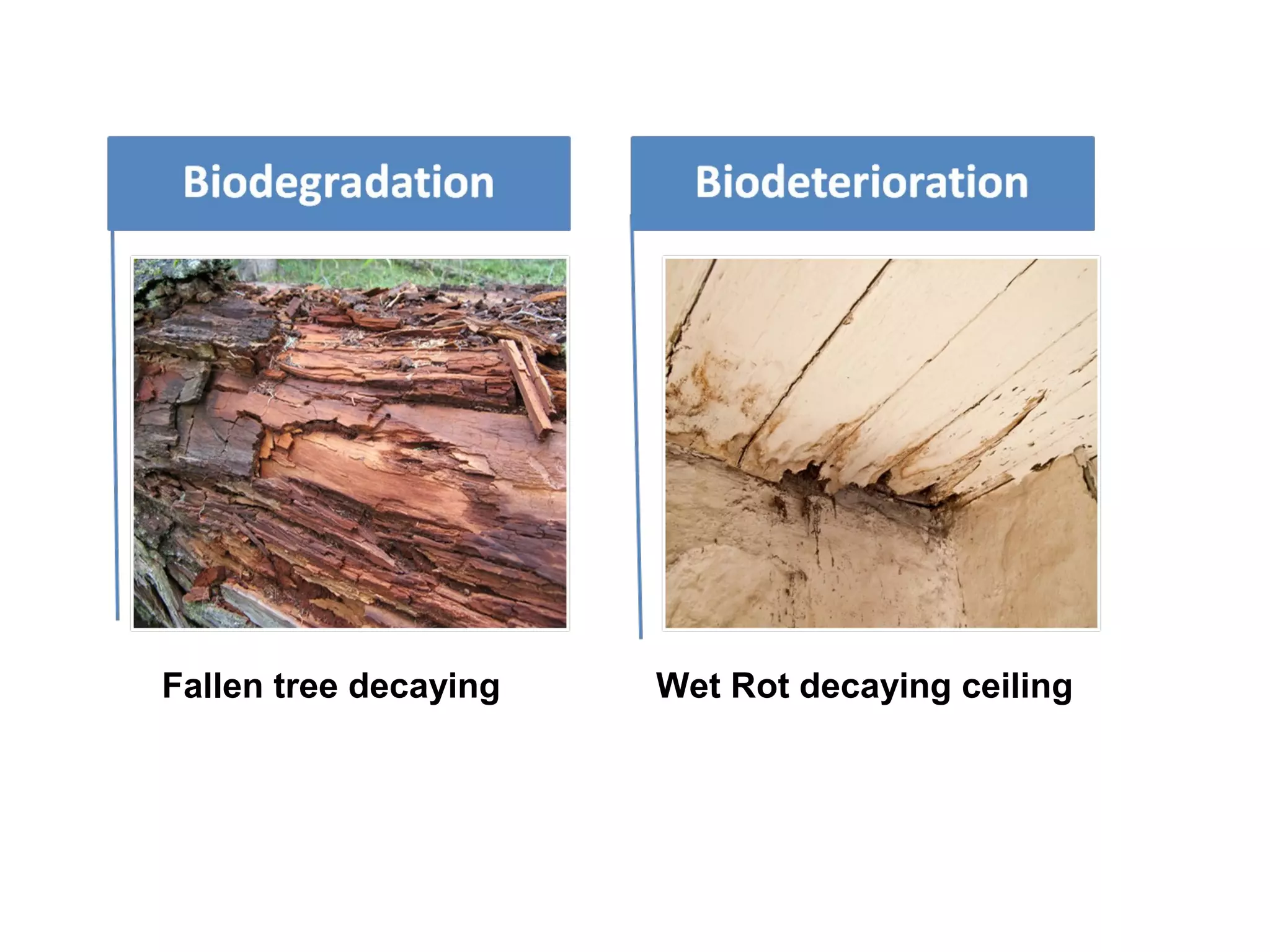 BIODETERIORATION | PPT