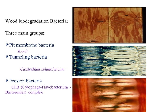 BIODETERIORATION | PPT | Chemistry | Science