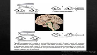 Deterioro Rostro Caudal Deteriororostrocaudalpptx