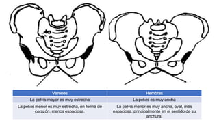 Determinacion del sexo por medio de la pelvis | PPTX
