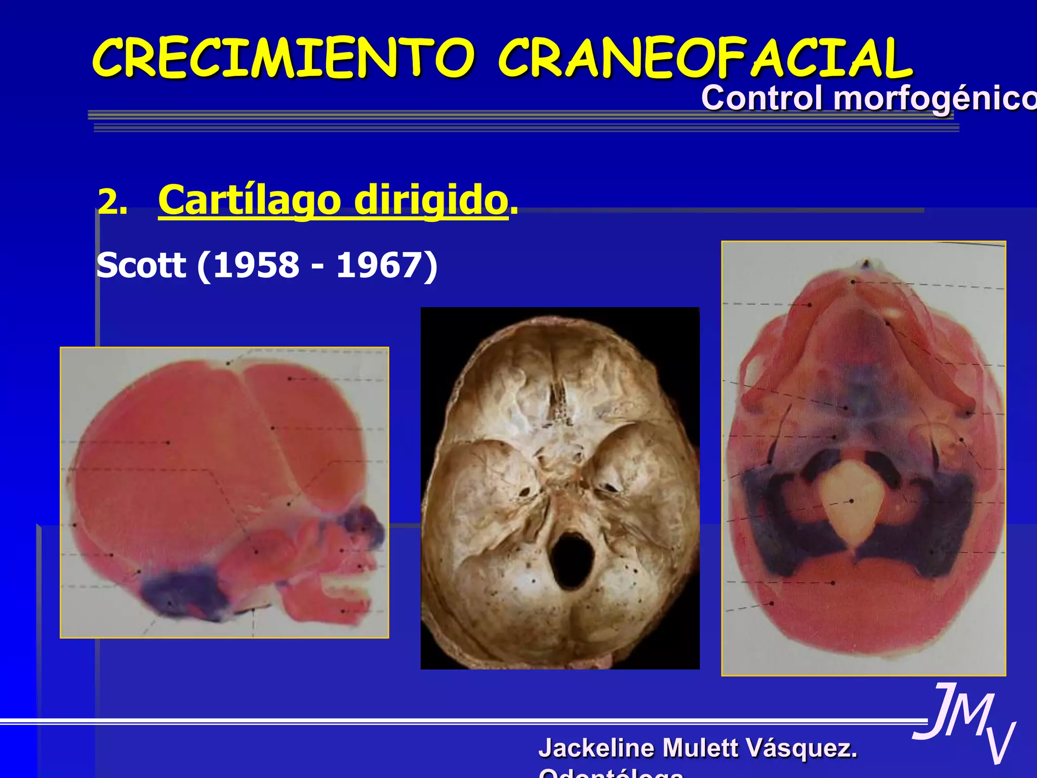 Determinantes Y Morfologia Craneofacial Regional 2010 | PPT