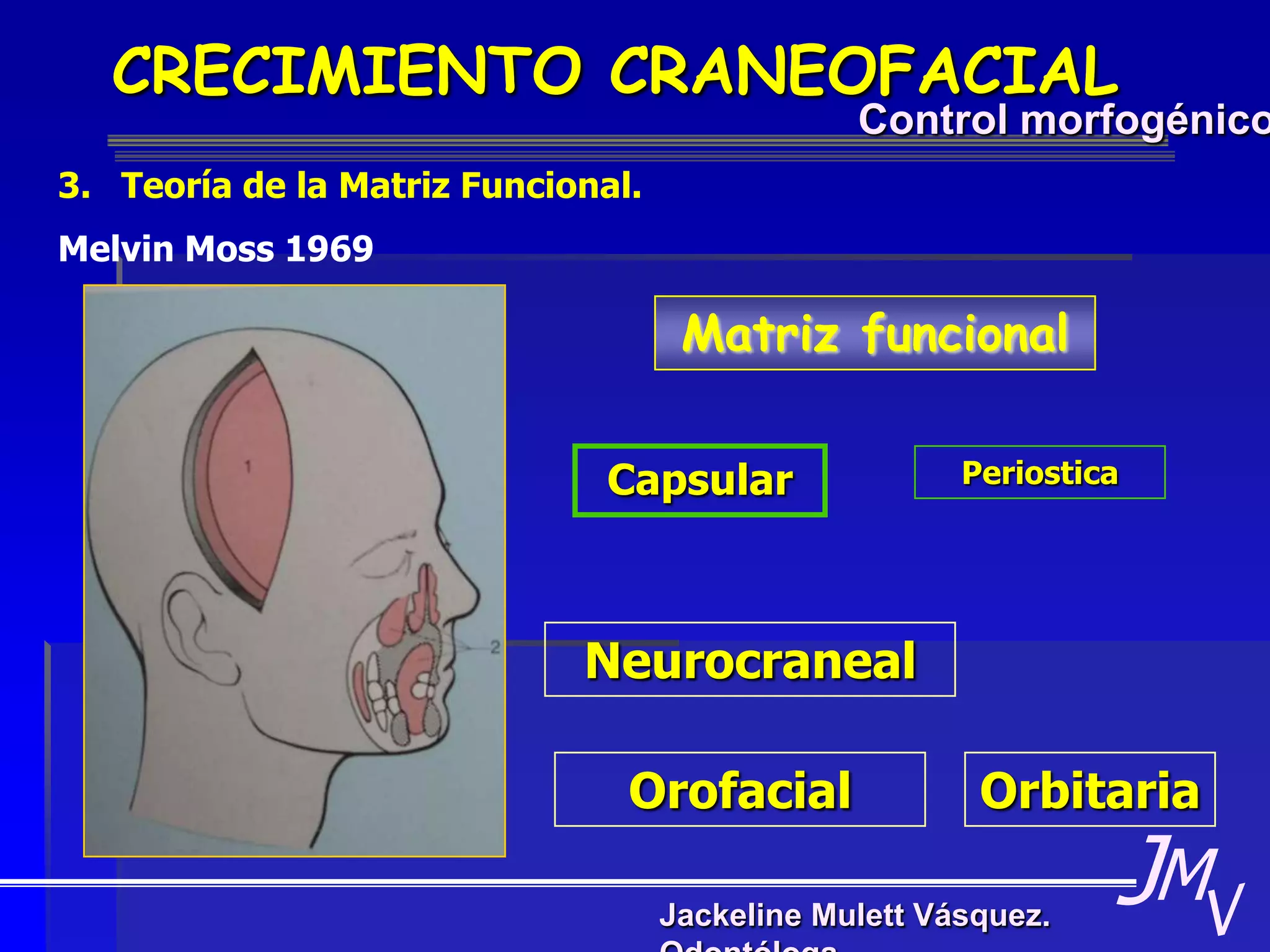 Determinantes Y Morfologia Craneofacial Regional 2010 | PPT