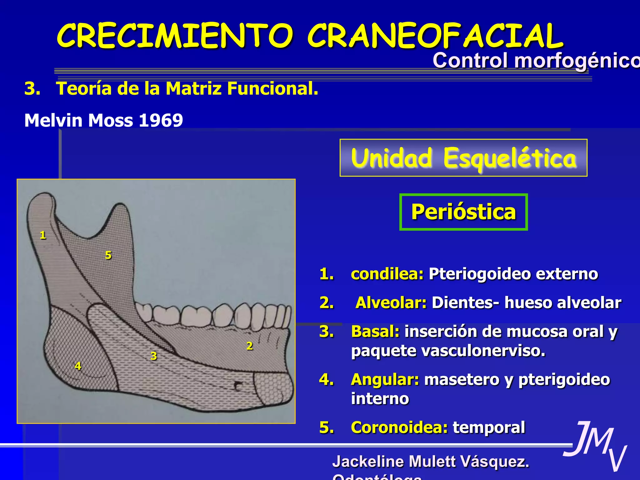 Determinantes Y Morfologia Craneofacial Regional 2010 | PPT