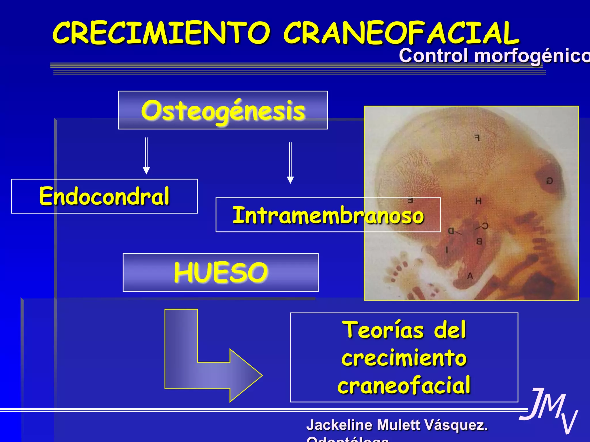 Determinantes Y Morfologia Craneofacial Regional 2010 | PPT