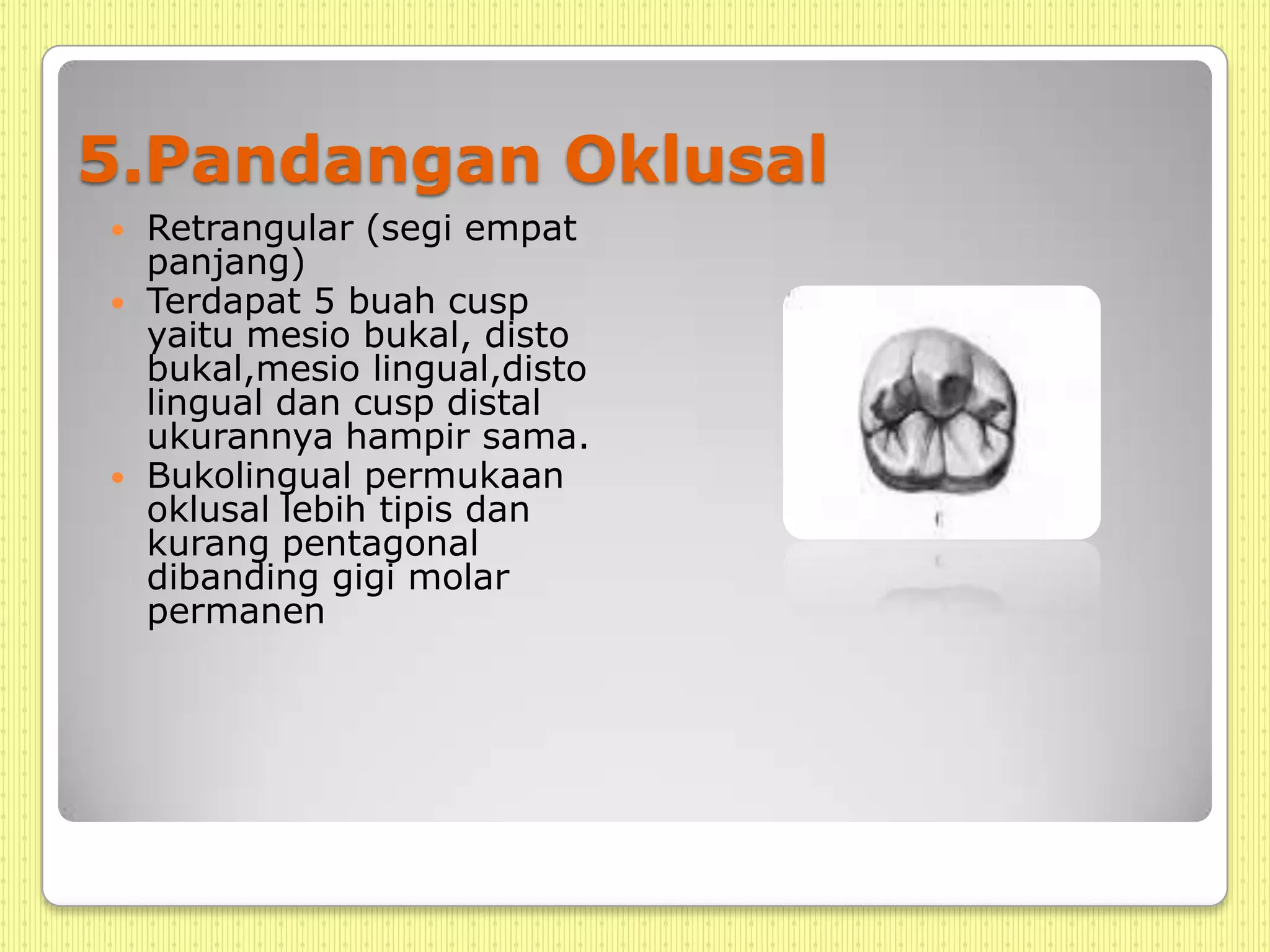 Determinasi gigi molar decidui bawah syiiiik | PPTX