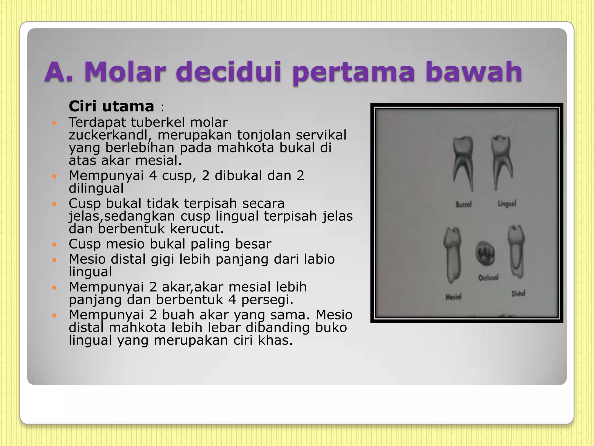 Determinasi gigi molar decidui bawah syiiiik | PPTX