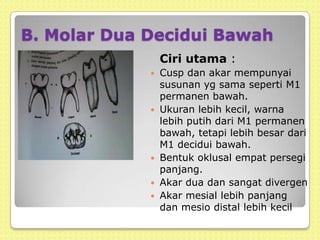 Determinasi gigi molar decidui bawah syiiiik | PPTX