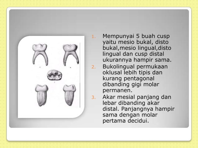 Determinasi gigi molar decidui bawah syiiiik | PPTX