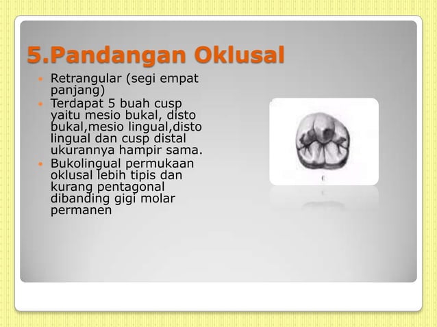 Determinasi gigi molar decidui bawah syiiiik | PPTX