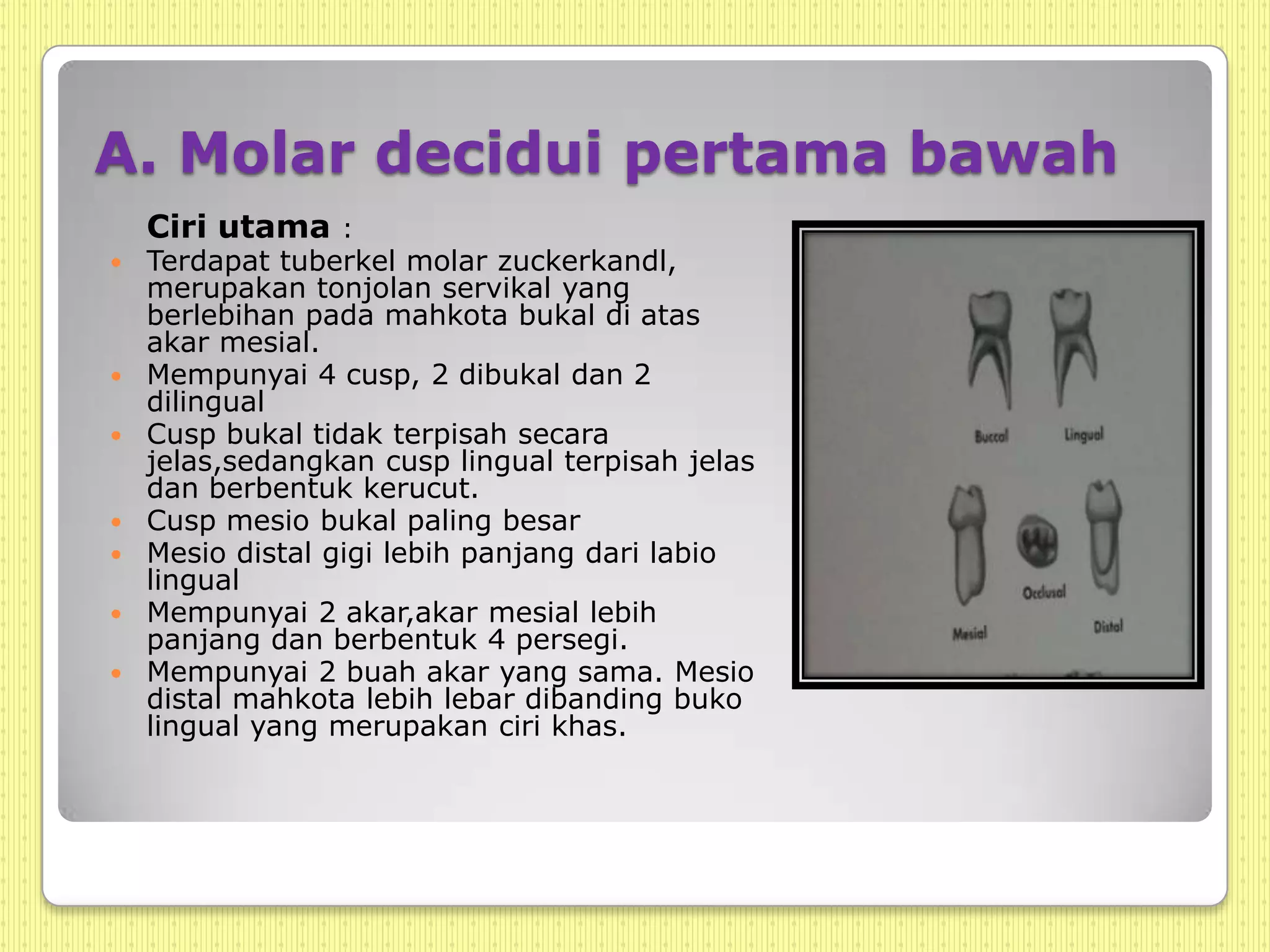 Determinasi gigi molar decidui bawah syiiiik | PPT