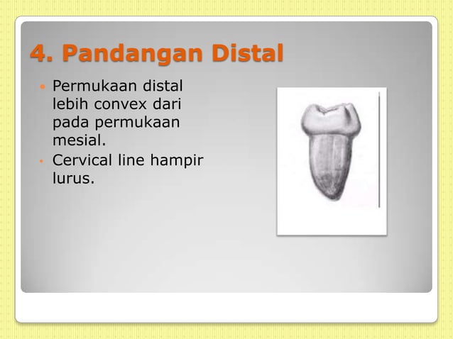 Determinasi gigi molar decidui bawah syiiiik | PPTX