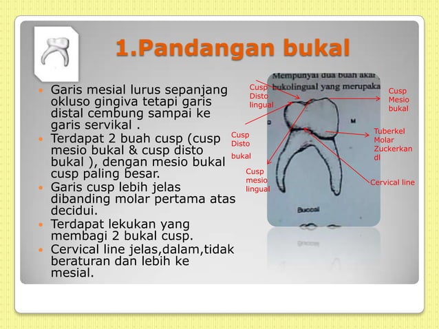 Determinasi gigi molar decidui bawah syiiiik | PPTX