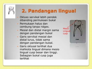 Determinasi gigi molar decidui bawah syiiiik | PPTX