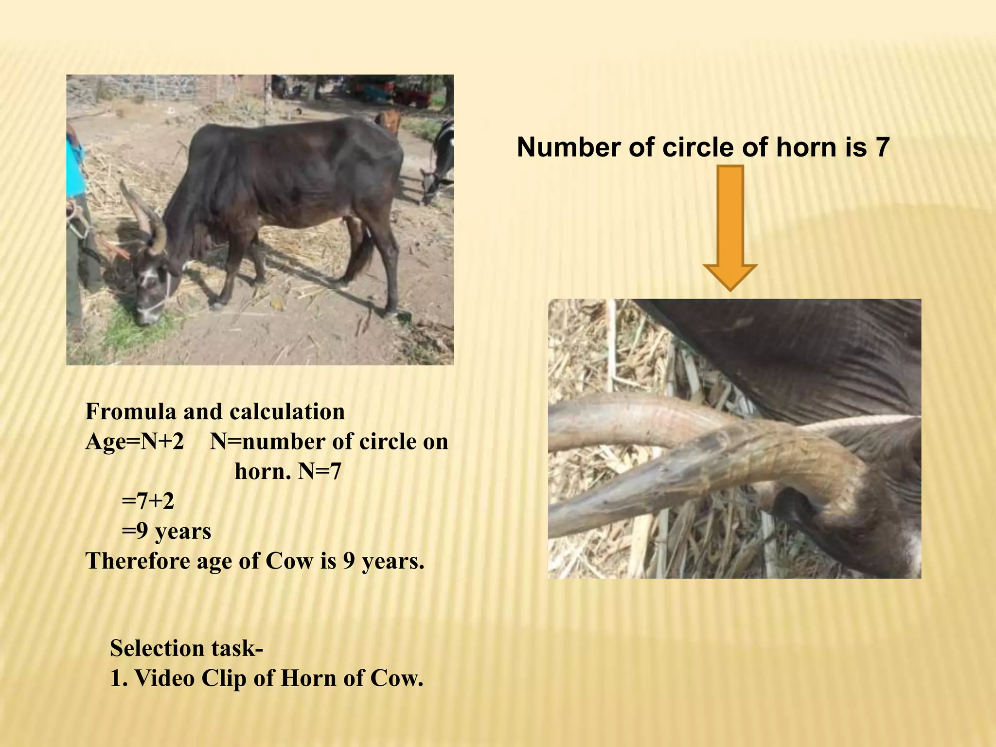 Determination age of animal with help of horns | PPTX