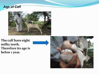 Determination age of animal with help of observing teeth | PPTX