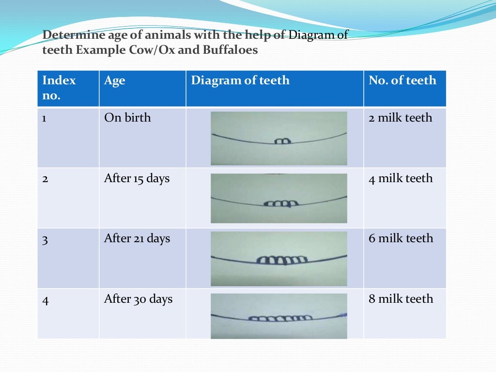 Determination age of animal with help of observing teeth