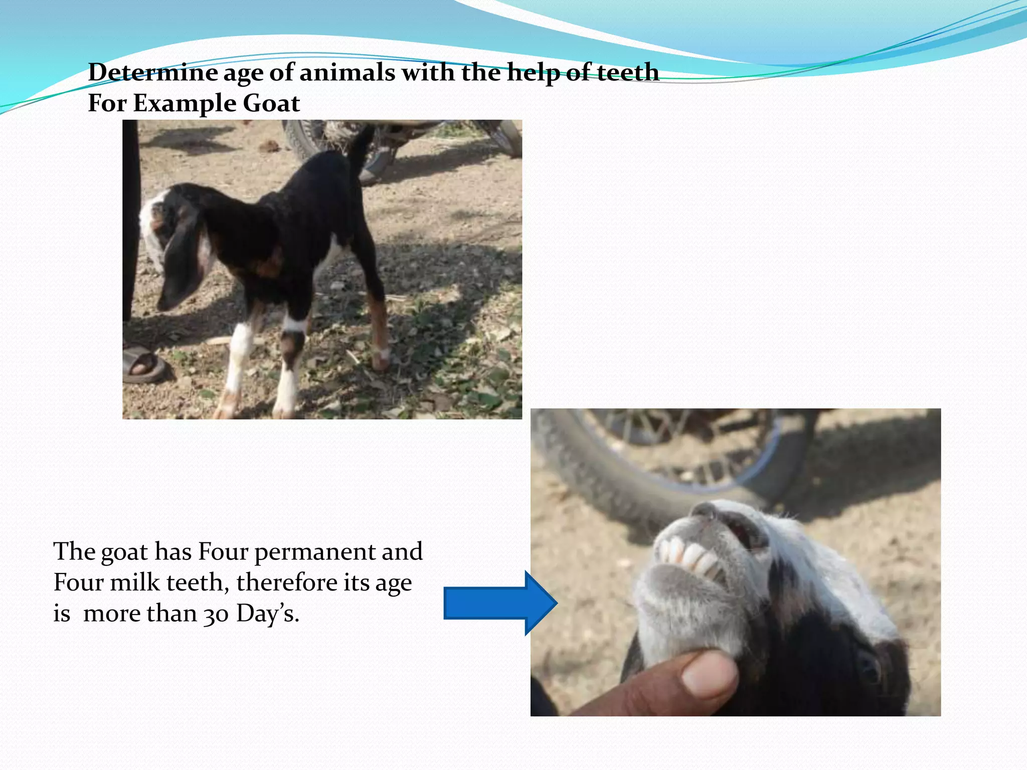 Determination age of animal with help of teeth ppt 1 | PPTX