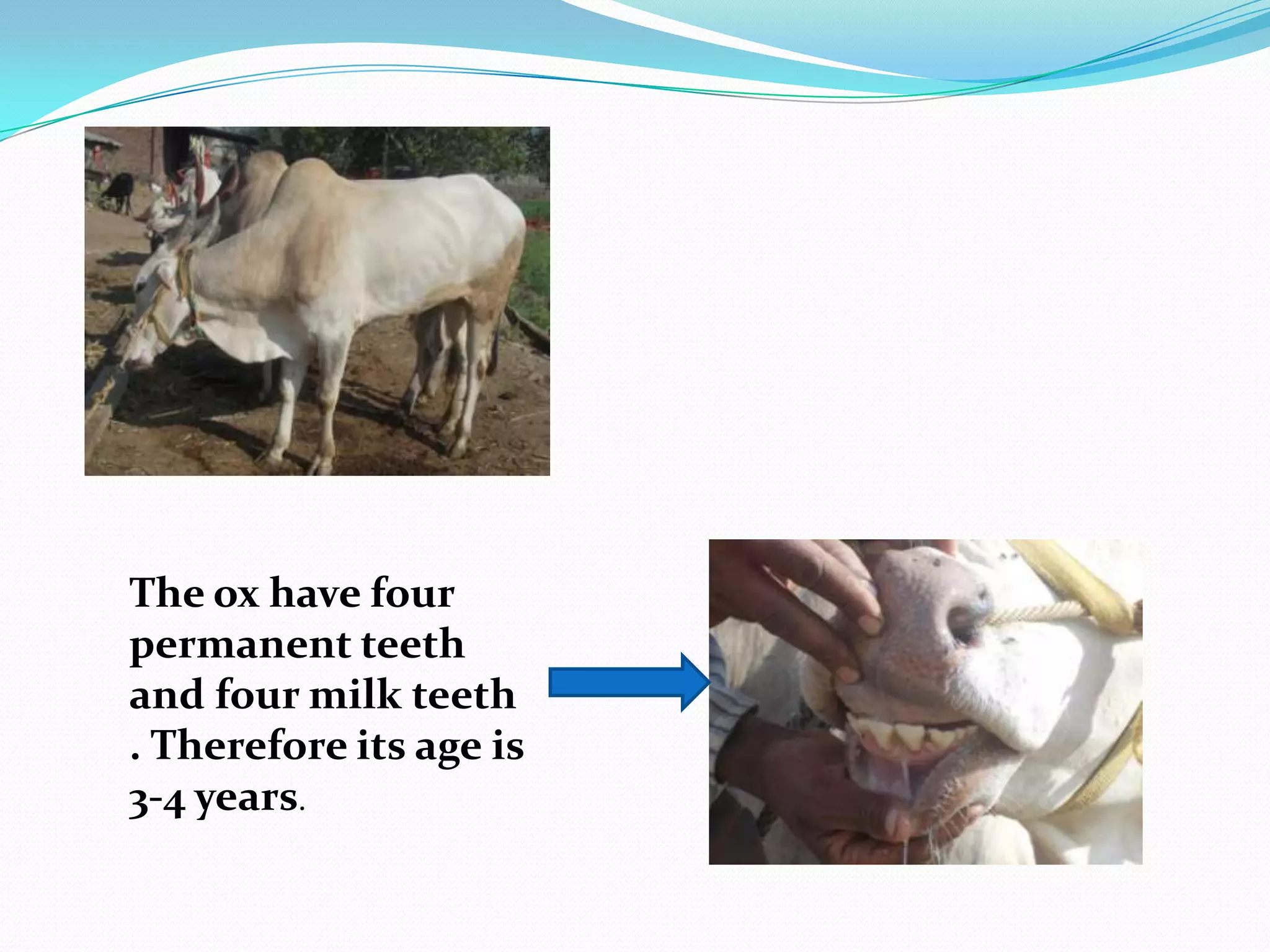 Determination age of animal with help of teeth ppt 1 | PPTX