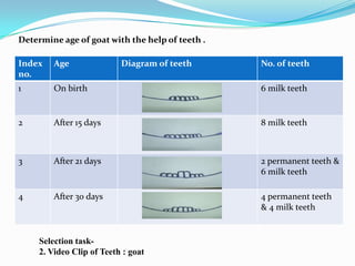 Determination age of animal with help of teeth ppt 1 | PPTX