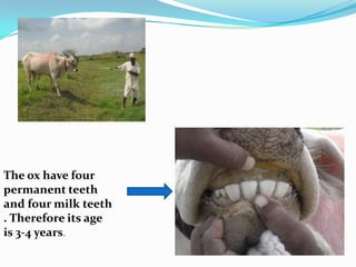 Determination age of animal with help of teeth ppt 1 | PPTX