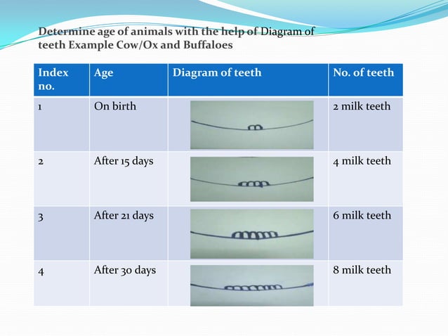 Determination age of animal with help of teeth ppt 1 | PPTX