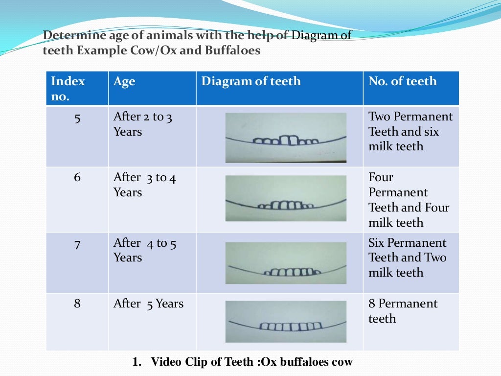 Determination age of animal with help of teeth ppt 1