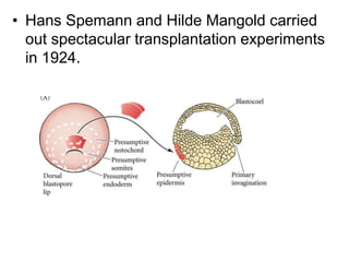 Determination of amphibian axes | PPT