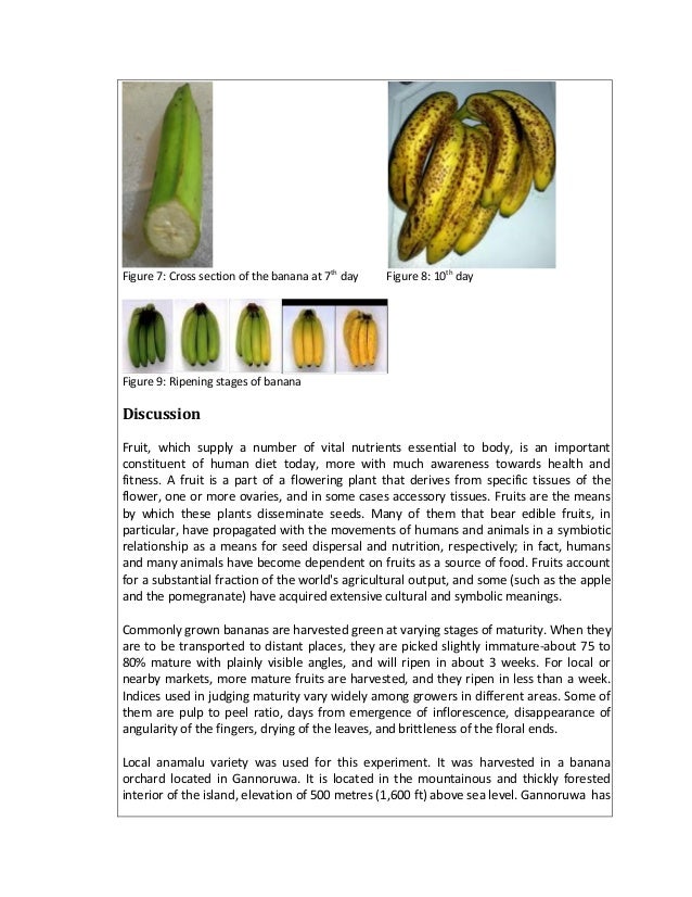 🎉 Banana ripening experiment. How to Make Bananas Ripen Exactly When ... 🎉 Banana ripening experiment. How to Make Bananas Ripen Exactly When ...