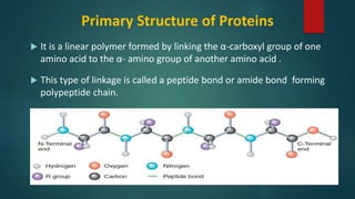 Primary Structure Of Proteins