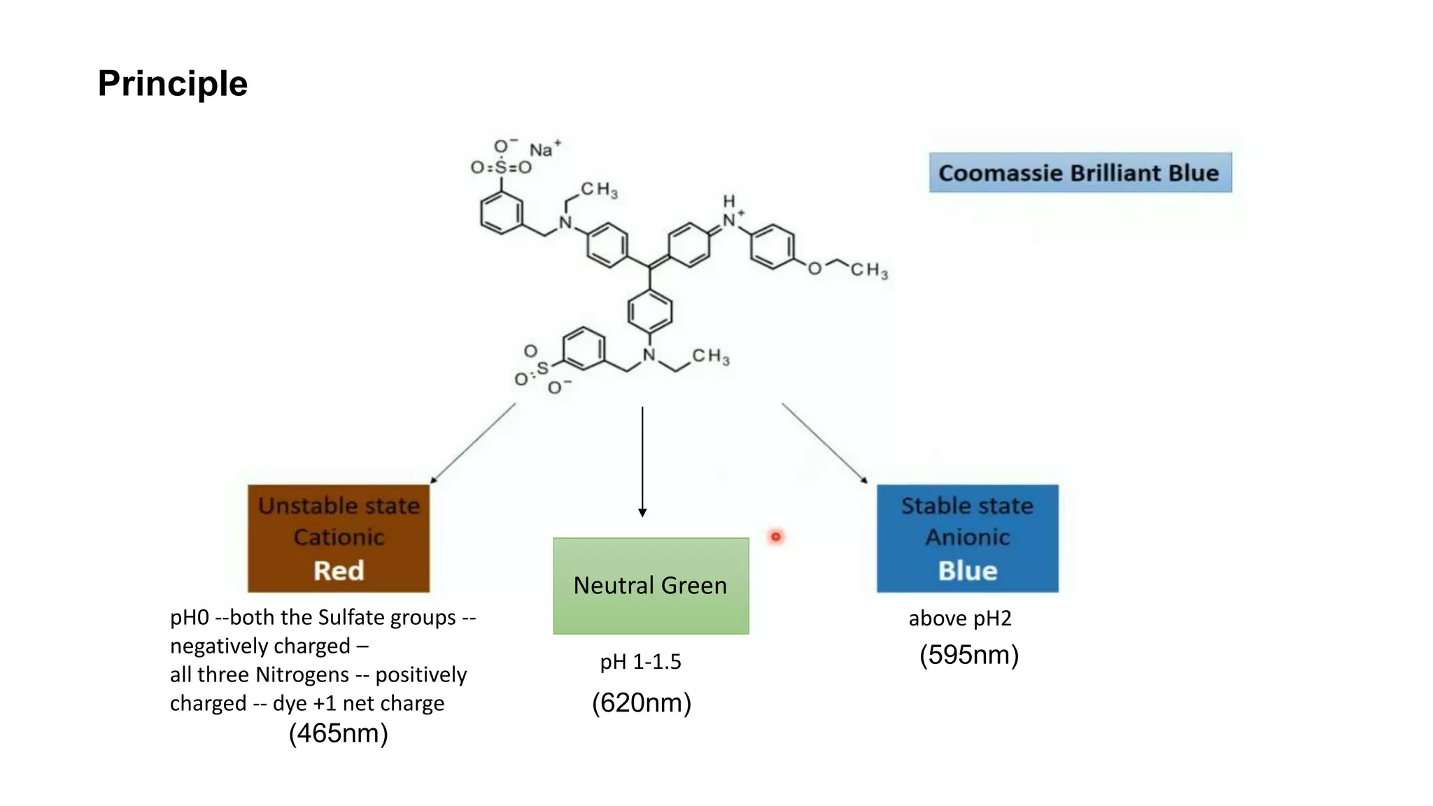 Determination of protein concentration by Bradford method.pptx
