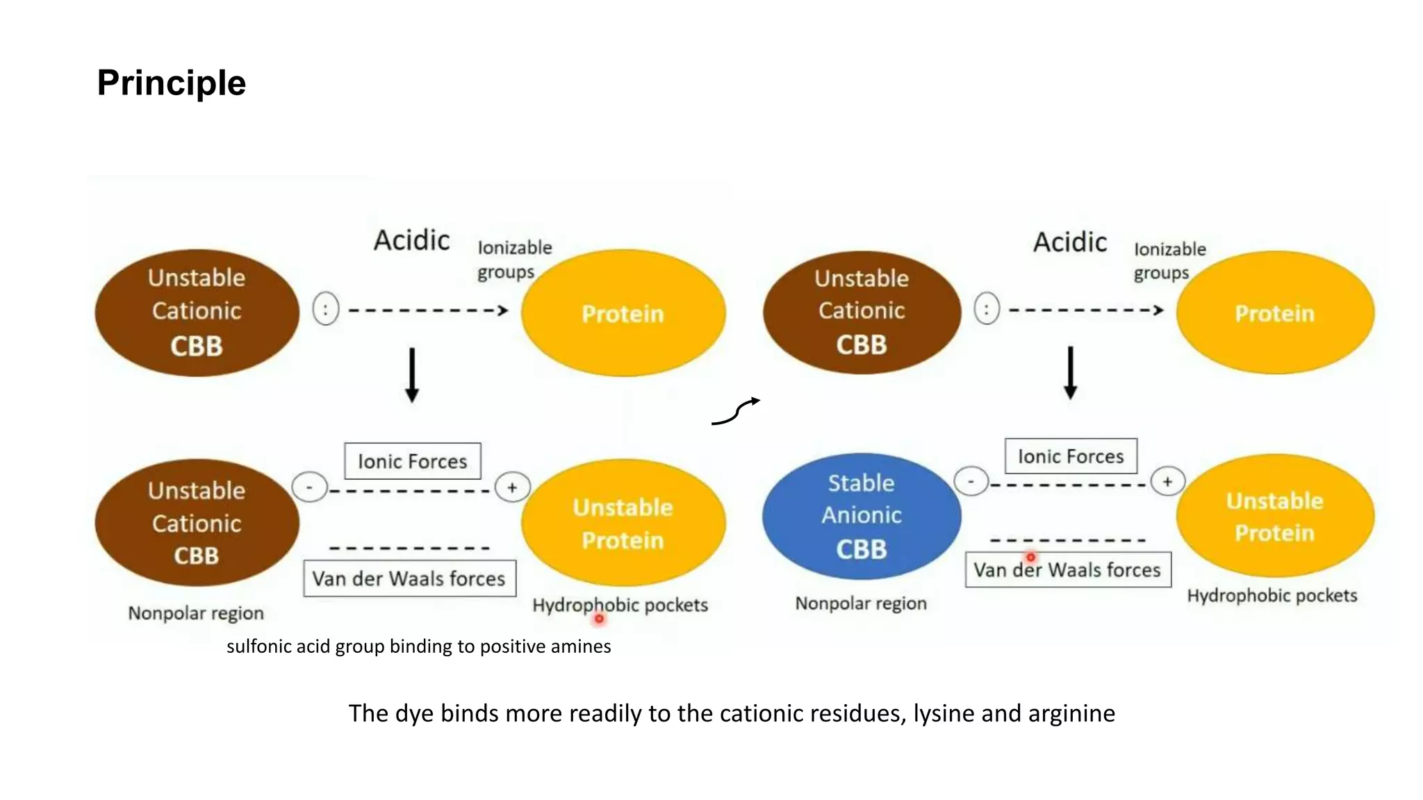 Determination of protein concentration by Bradford method.pptx