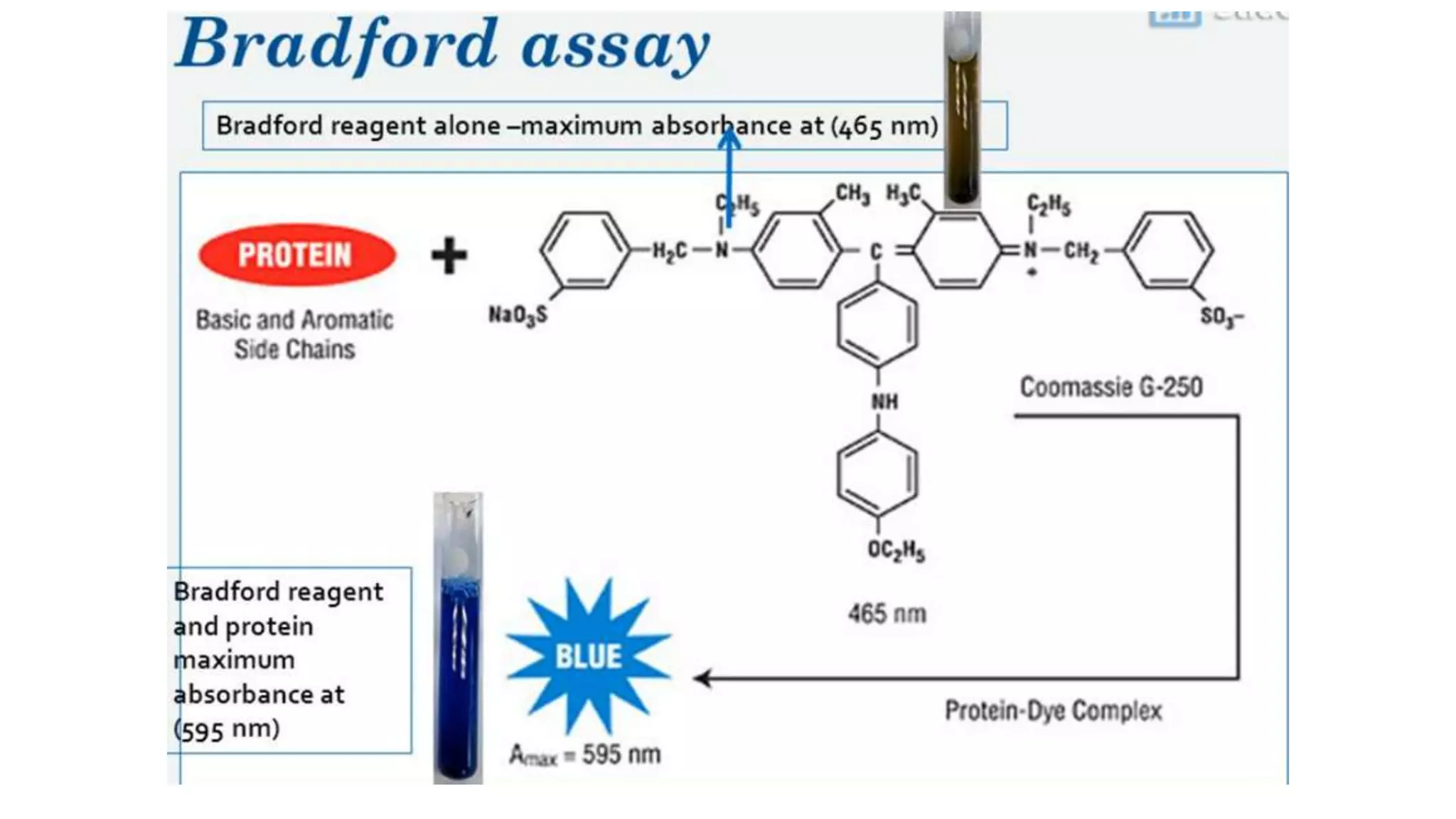 Determination of protein concentration by Bradford method.pptx
