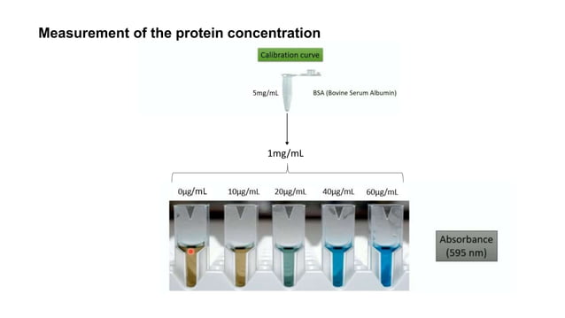 Determination of protein concentration by Bradford method.pptx ...