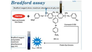 Bradford Protein Assay An Overview ScienceDirect Topics, 58% OFF