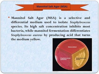 Determination of soil microbes using classical techniques.pptx
