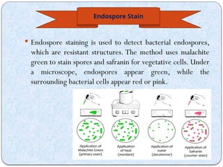 Determination of soil microbes using classical techniques.pptx