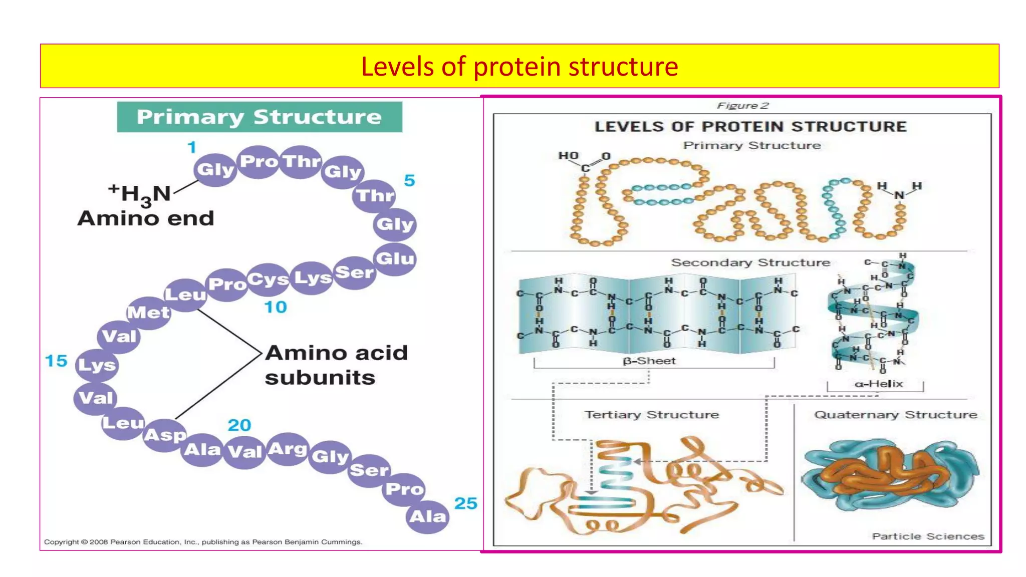 Determination of structure of proteins | PDF