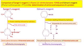 Determination of structure of proteins | PDF