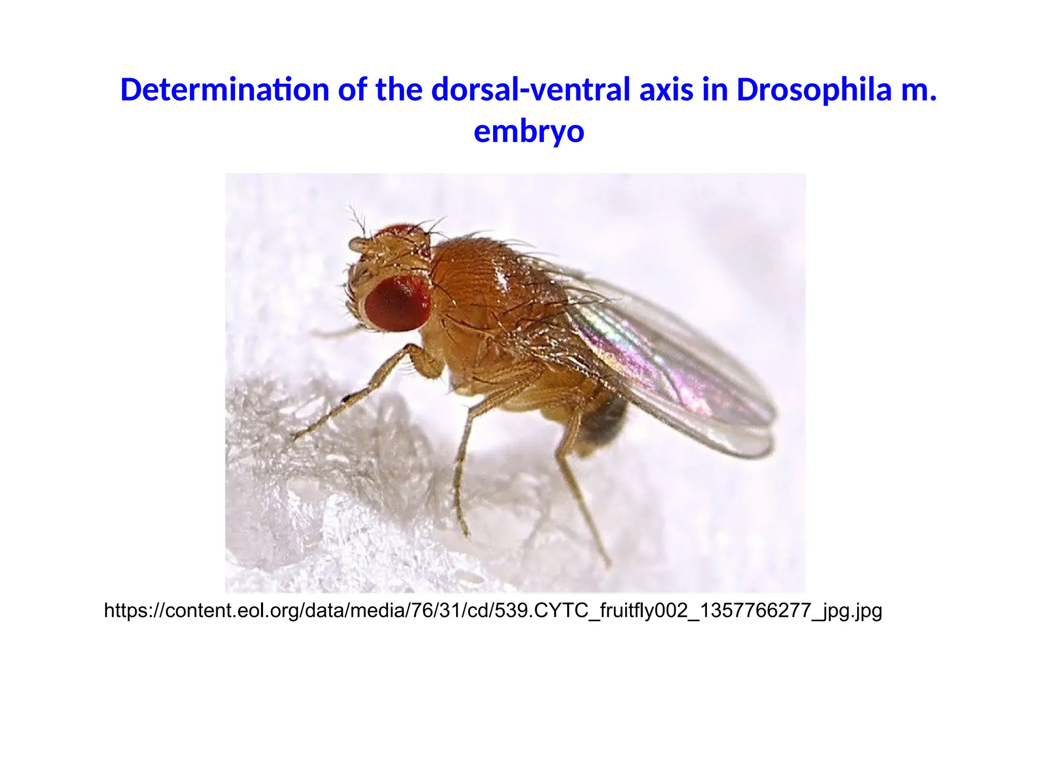 Determination of the dorsal-ventral axis in Drosophila embryo.pptx