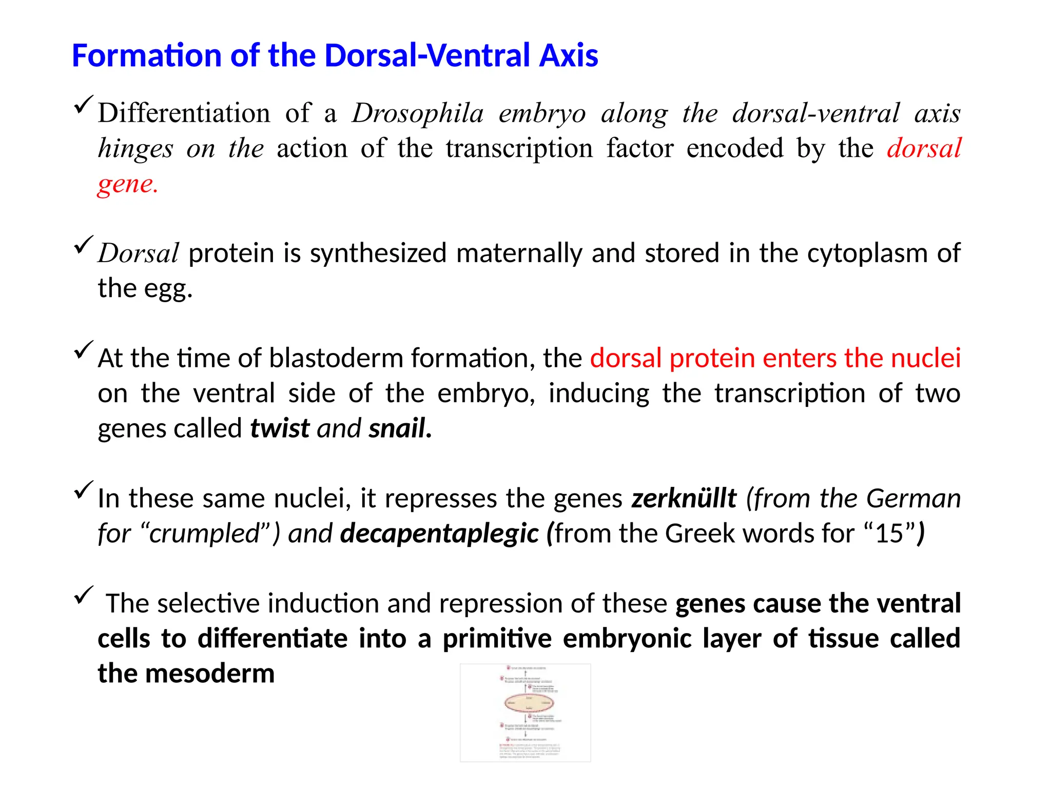 Determination of the dorsal-ventral axis in Drosophila embryo.pptx